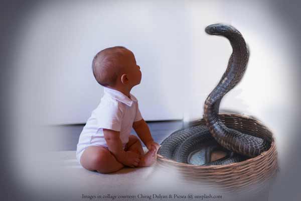 Baby King Cobra